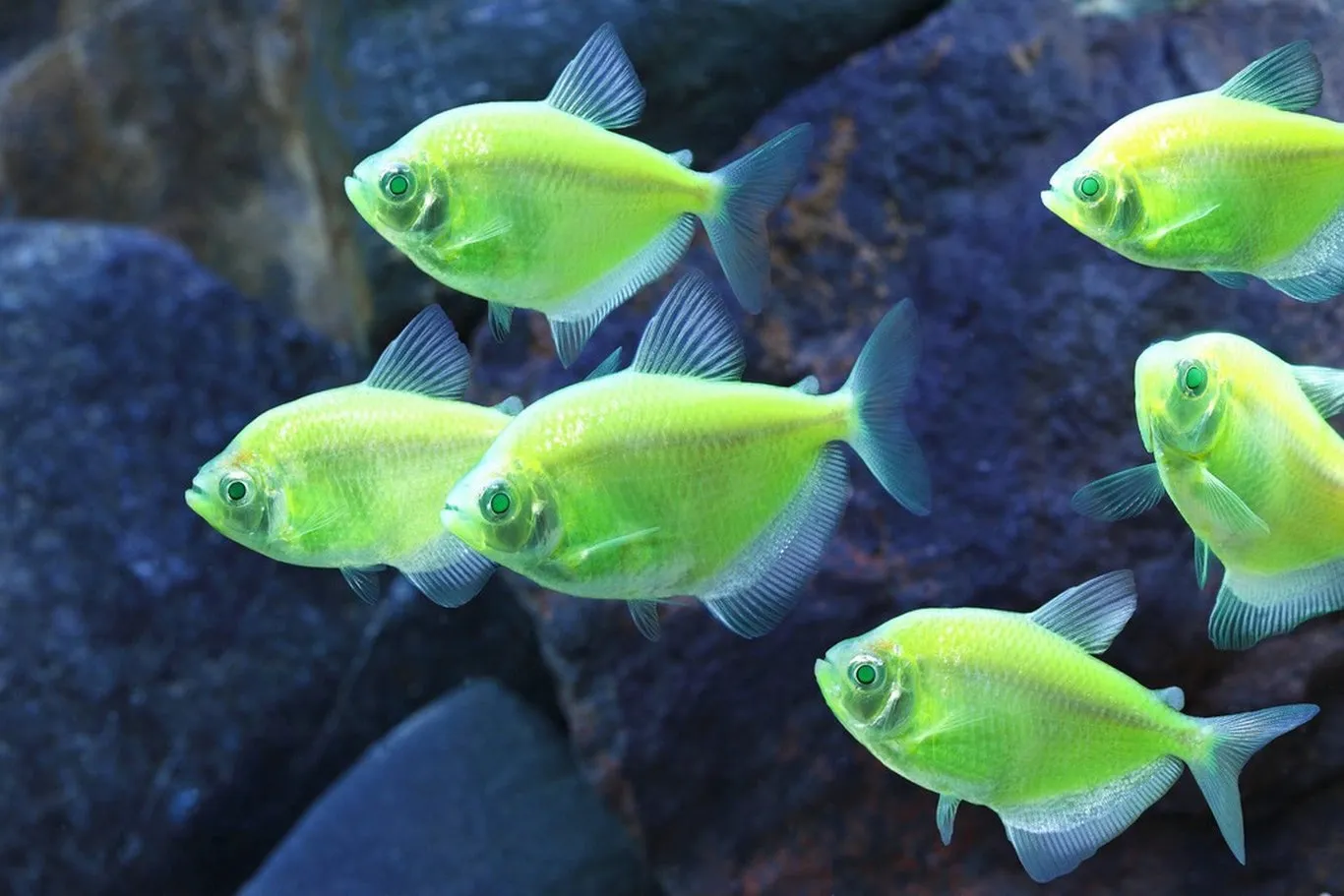 glofish