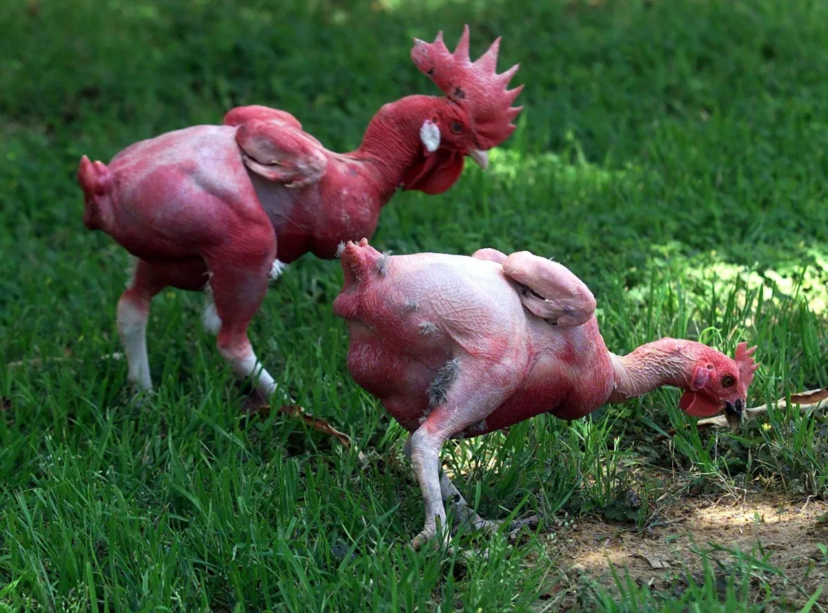 Featherless Chicken | Next Nature
