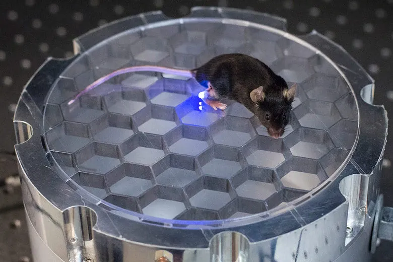 Wireless Controlled Mouse, the Animal! | Next Nature