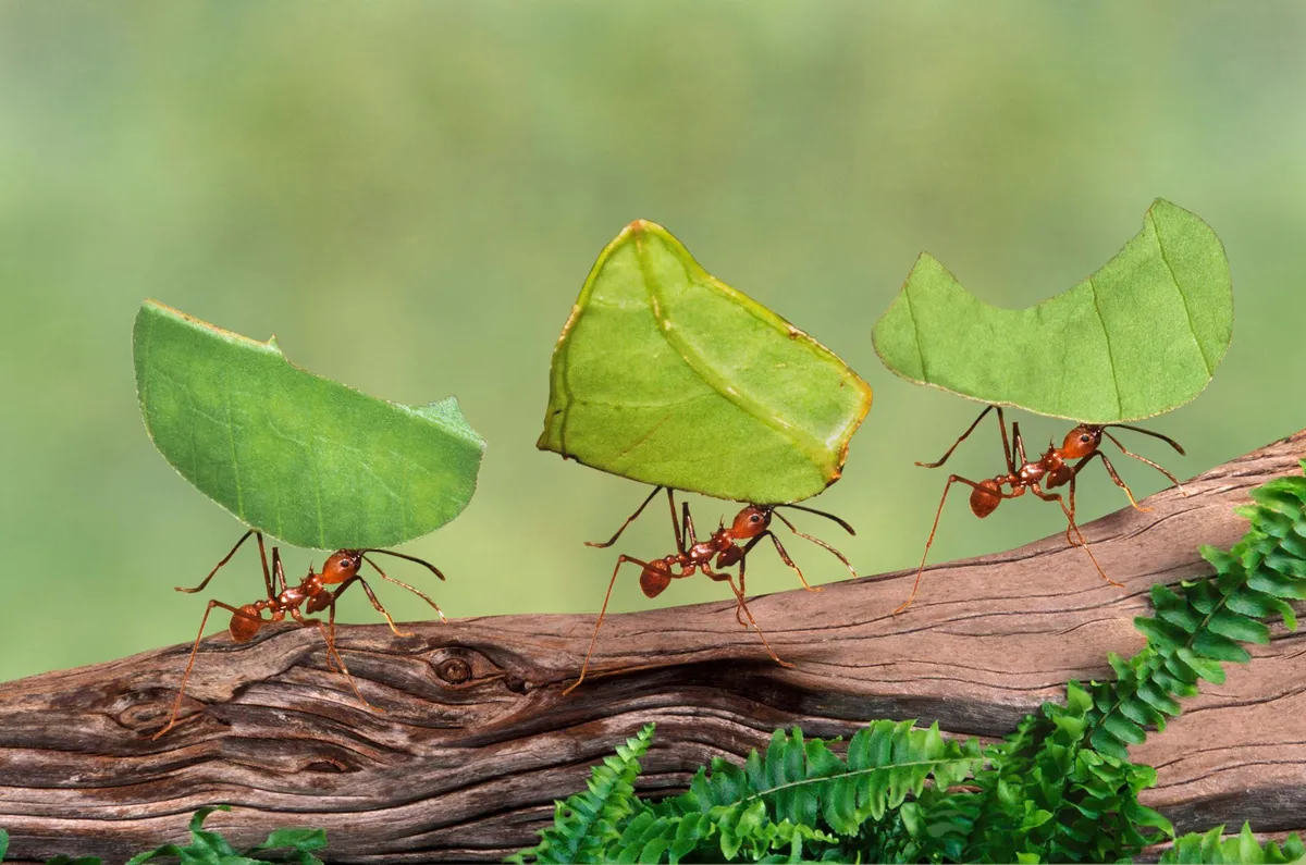 Lazy Worker Ants | Next Nature