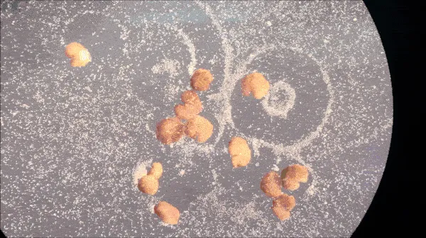 The next generation xenobots are here | Next Nature