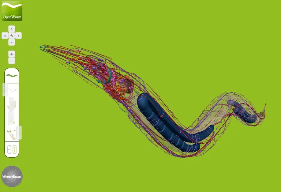 OpenWorm: The First Digital Organism | Next Nature